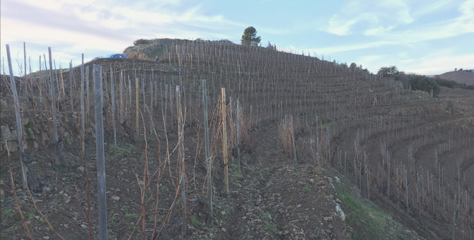The influence of different types of soil on wine: Slate