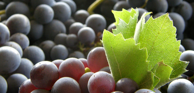 The 10 native red grape varieties most widely grown in Spain